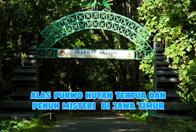 Alas Purwo Hutan Tertua dan Penuh Misteri di Jawa Timur